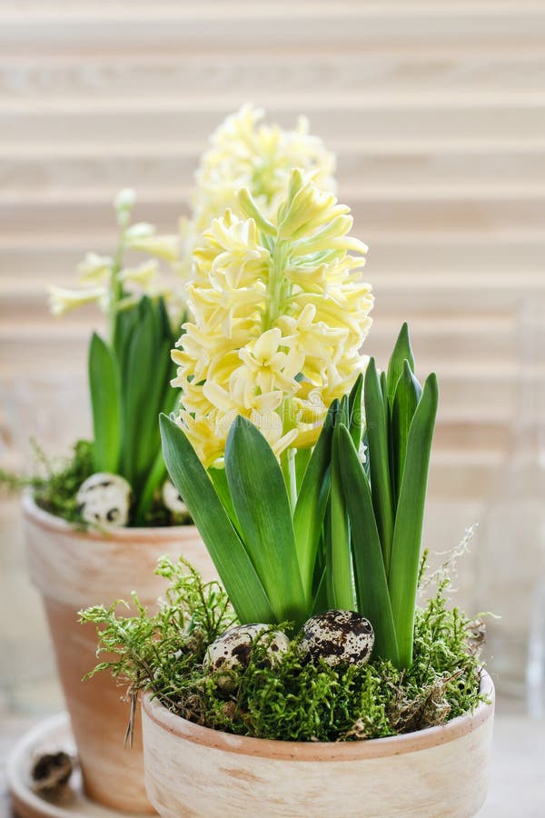 Yellow hyacinth stock image. Image of blossom, flora - 89710115