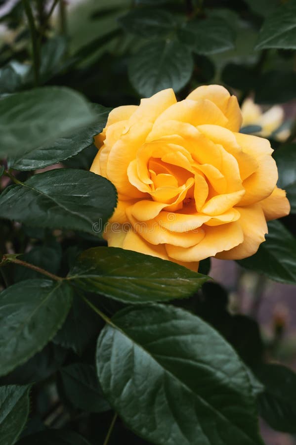 Yellow Hybrid Tea Rose. Blooming Two-color Bright Yellow-white Hybrid ...