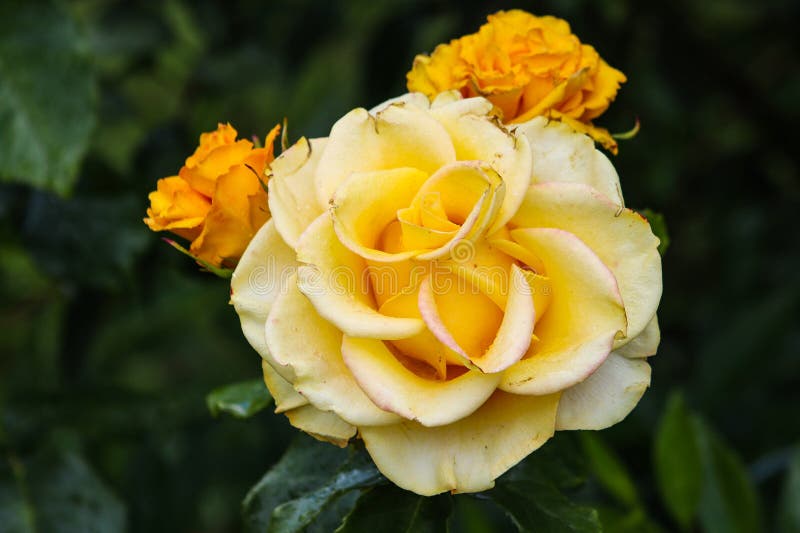 Yellow Hybrid Tea Rose Close Up Stock Photo - Image of rose, yellow ...