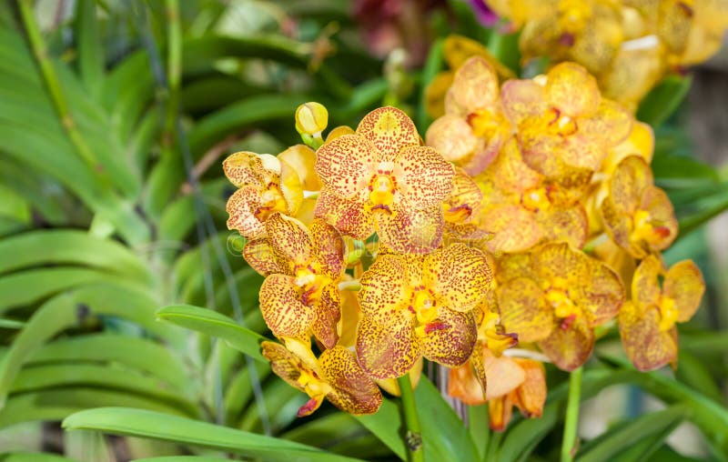 The Yellow Hybrid Vanda Orchid Stock Image - Image of dendrobium ...