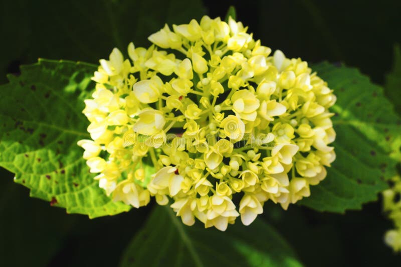 Yellow Hydrangea Macrophylla Stock Photo - Image of outdoor, hortensia ...