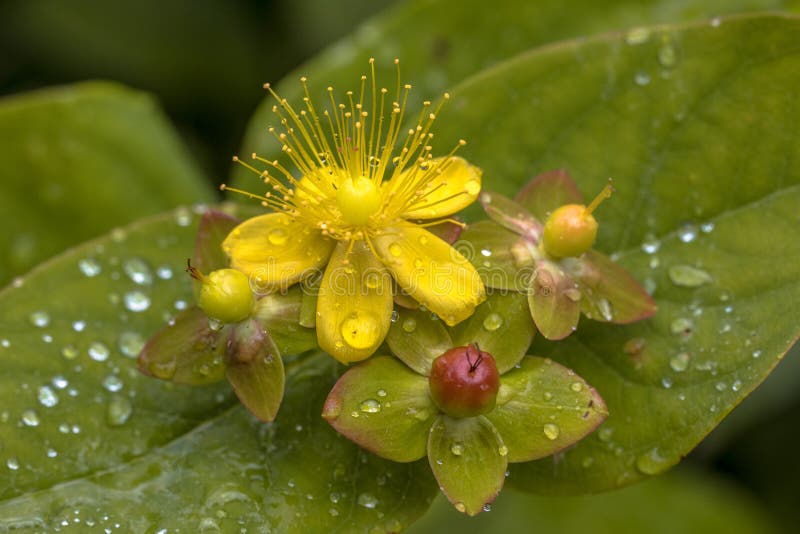 Yellow Hypericum Flower with Drops Stock Image - Image of beautiful ...