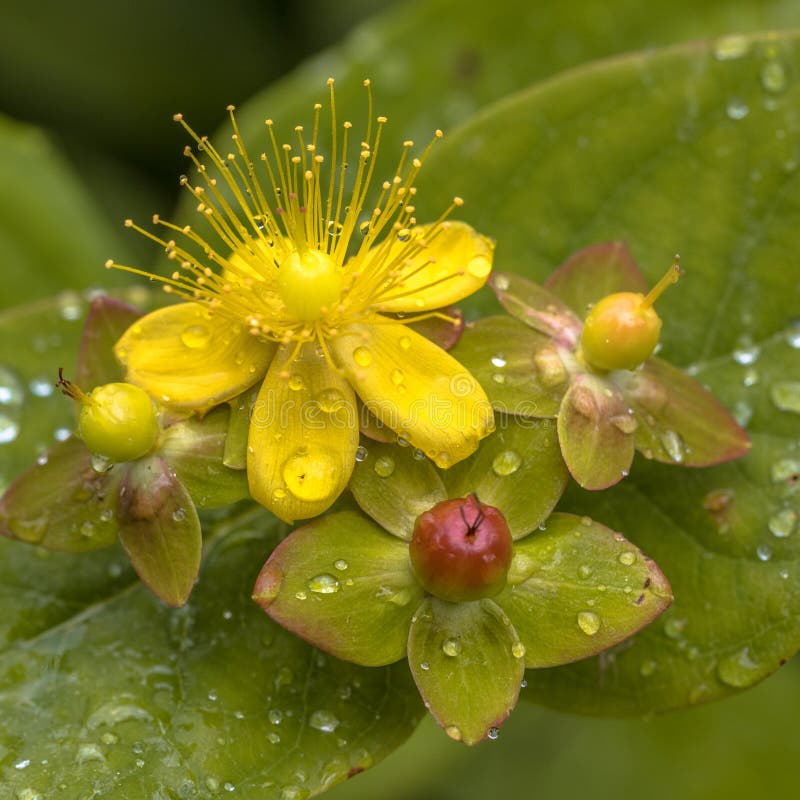 Yellow Hypericum flower stock image. Image of fruit - 142807077