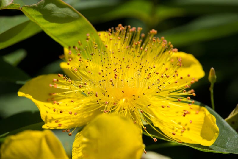 Yellow Hypericum Perforatum Flower on Sunset Stock Photo - Image of ...