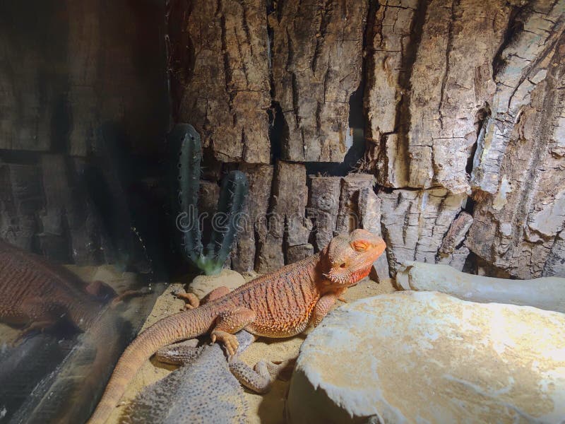 Yellow Iguana on a Stone in the Aviary Stock Image - Image of natural ...