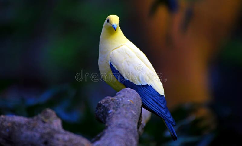 Yellow Imperial Pigeon Ducula Subflavescens Stock Image - Image of ...