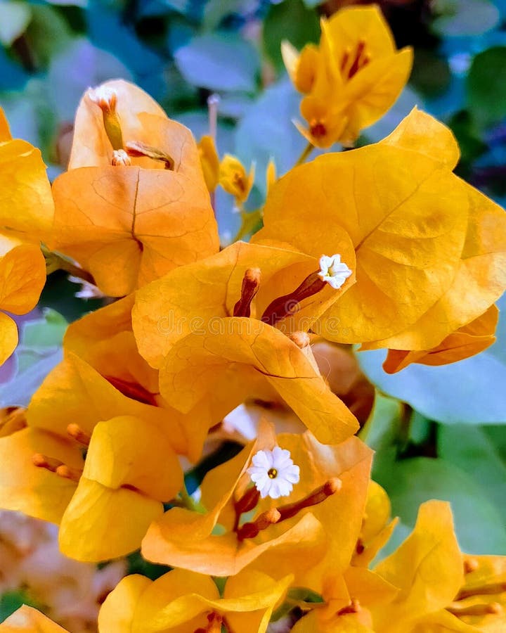 Yellow Indian Flowers Looking Awesome in Bihar Stock Photo - Image of ...