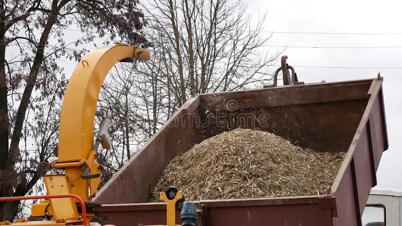 Wood Chipper in Action Captures a Wood Chipper or Mulcher Shooting ...