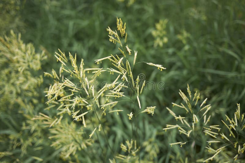 Bromus Inermis Grass in Bloom Stock Image - Image of bloom, flower ...