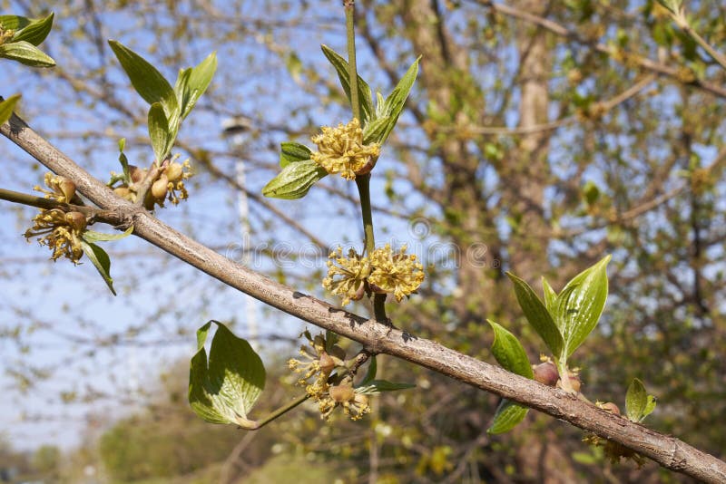 Cornus mas shrub in bloom stock photo. Image of bush - 221397568
