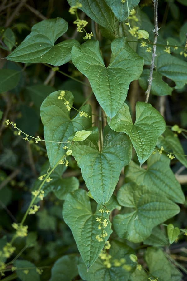 816 Dioscorea Stock Photos - Free & Royalty-Free Stock Photos from ...