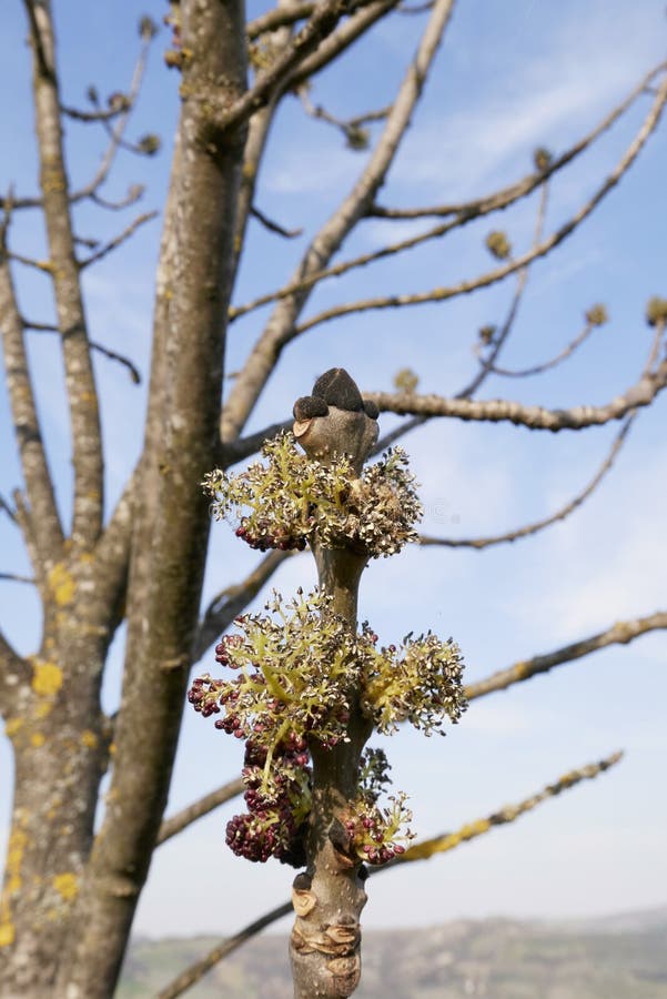 Fraxinus Excelsior Tree in Bloom Stock Image - Image of oleaceae ...