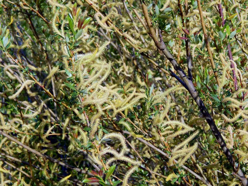 Yellow Inflorescences of Willow Tree Flowers on a Close-up Branch Stock ...