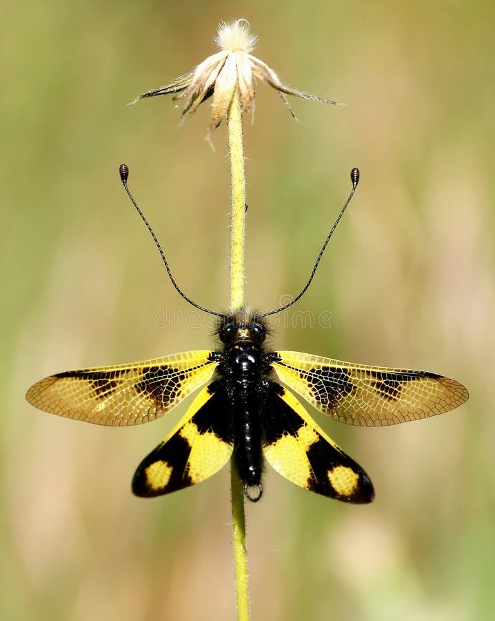 Yellow Insect Eggs stock image. Image of birth, yellow - 33417615