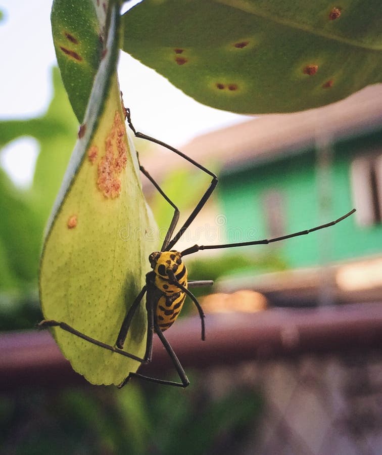 Yellow Insect stock photo. Image of plant, alone, animal - 67754942