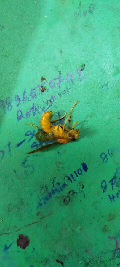 Insect dead cockroach stock image. Image of health, back - 15622069