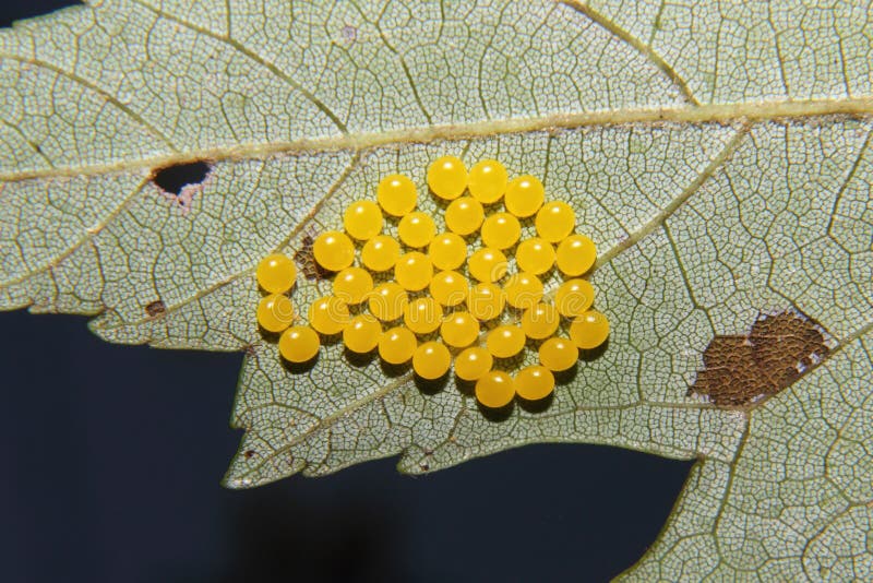 Yellow Insect Eggs stock image. Image of birth, yellow - 33417615