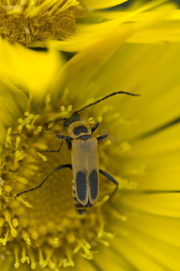 Yellow Insect Getting Pollen Stock Image - Image of antenna, insect ...