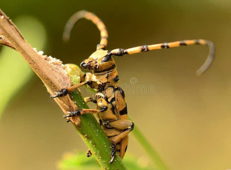 Yellow insect horn beetle stock image. Image of longhorn - 60406341