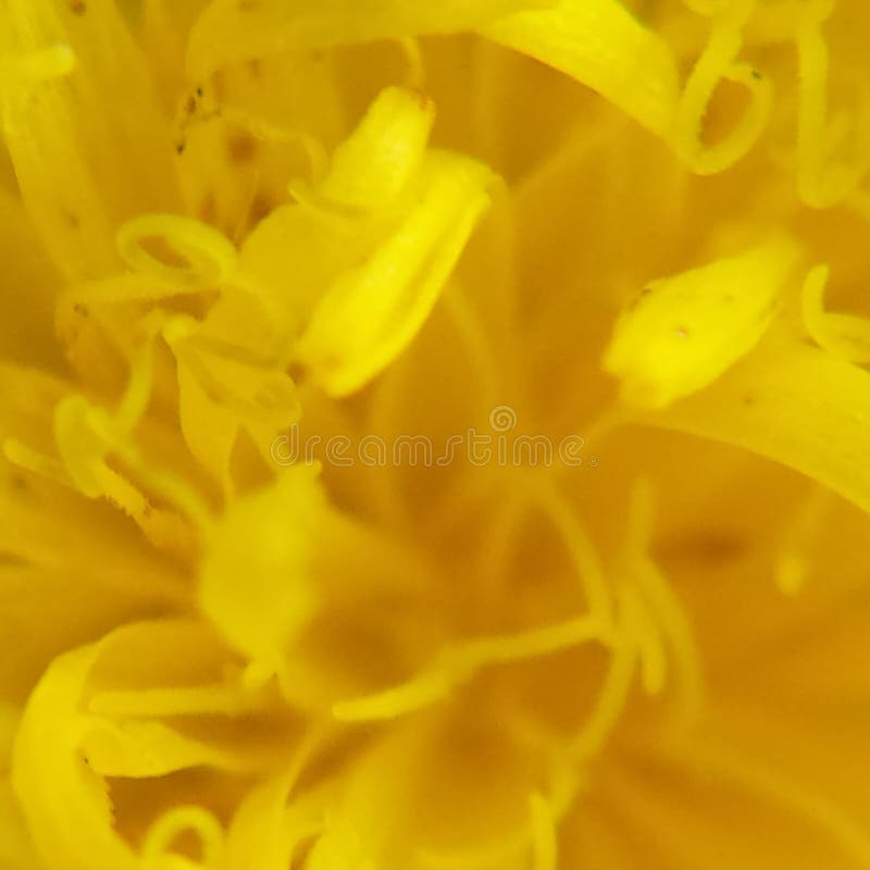 Yellow inside of a flower stock image. Image of leaf - 183895973