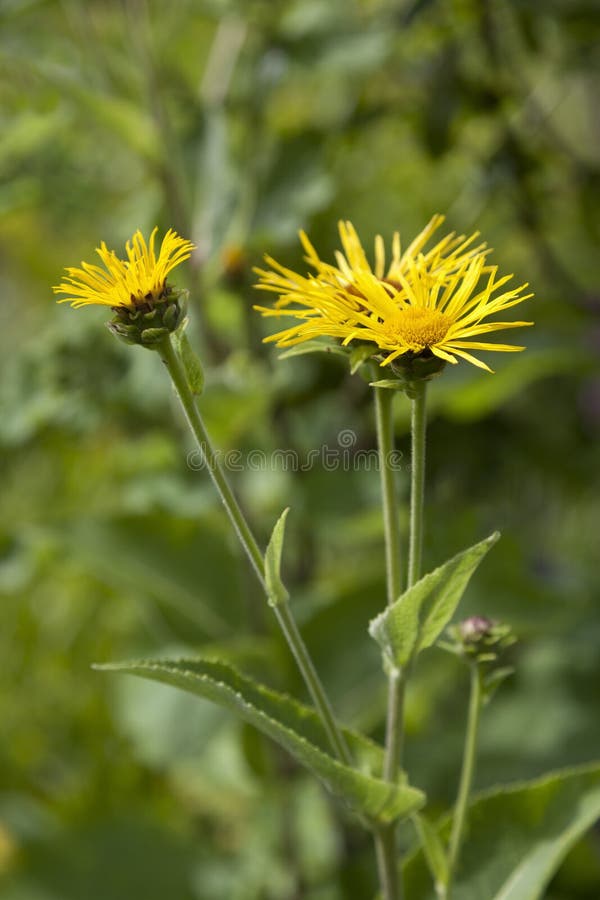 Yellow Inula stock image. Image of flora, botanical, helenium - 44660559