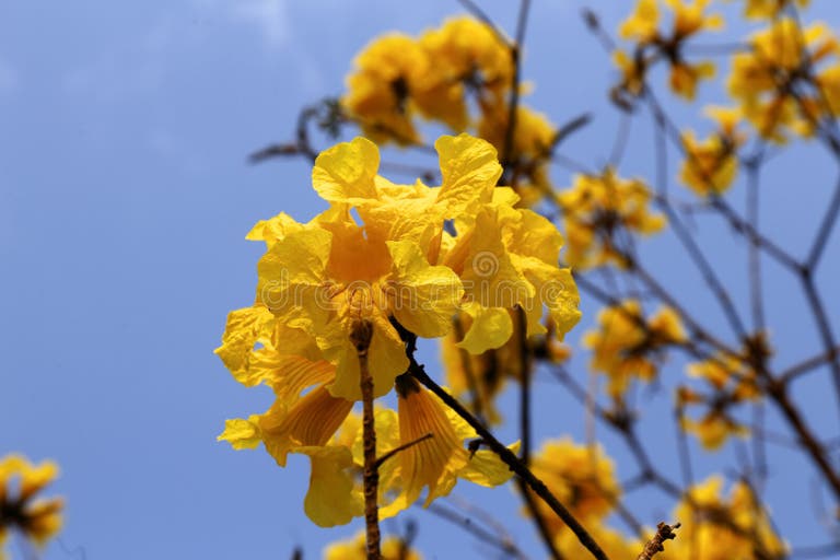 Yellow Ipe Bloom Detail with Blue Sky Stock Image - Image of tabebuia ...