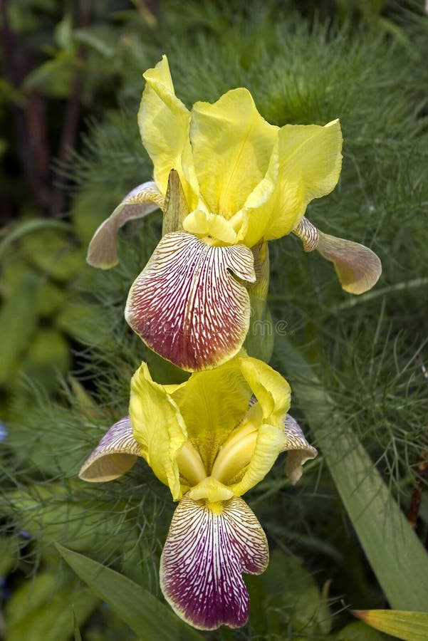 Yellow iris flower stock image. Image of colourful, fresh - 61916187