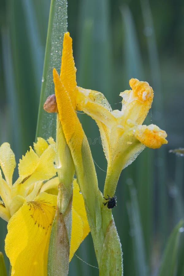 Yellow Iris stock photo. Image of insect, wetland, summer - 19749760