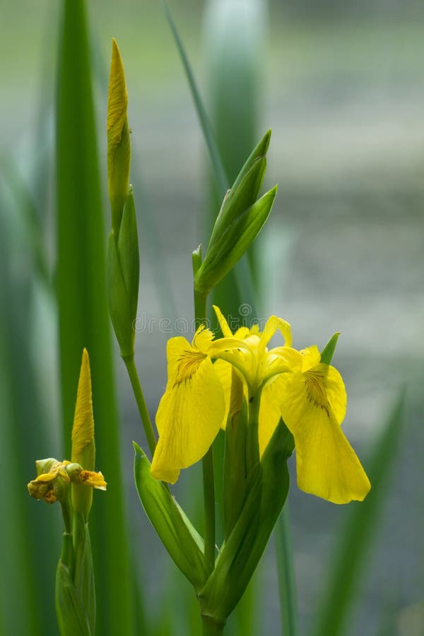 Yellow iris flower stock image. Image of colourful, fresh - 61916187