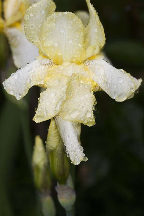 Yellow iris stock photo. Image of drops, teardrop, teardrops - 73601540