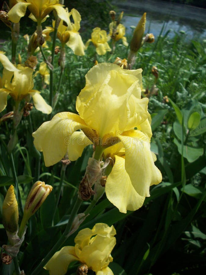 Yellow Iris Flower stock photo. Image of growth, plants - 55204200