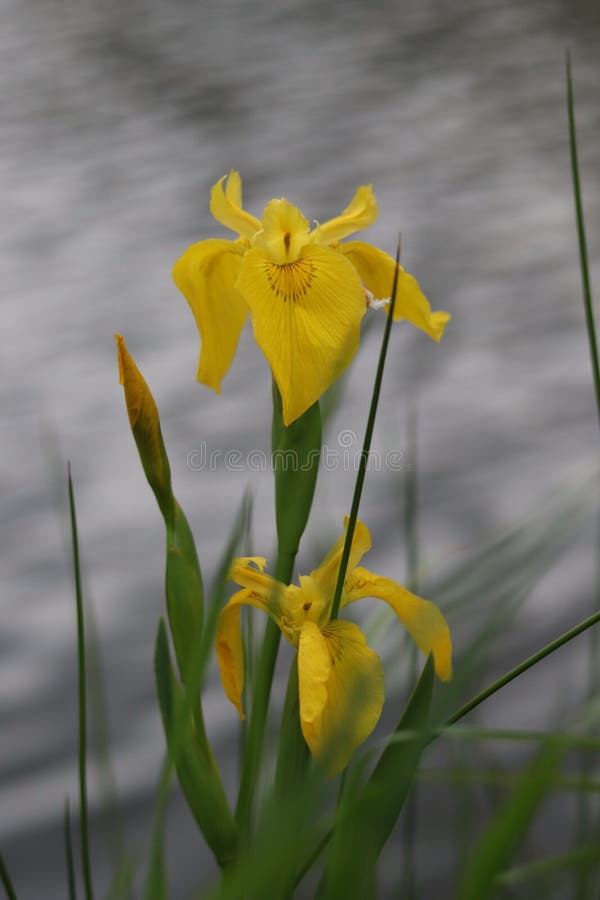 Nature background 73 stock image. Image of abstract - 318648339