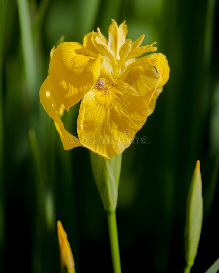 Yellow iris flower stock photo. Image of beautiful, meadow - 103646800