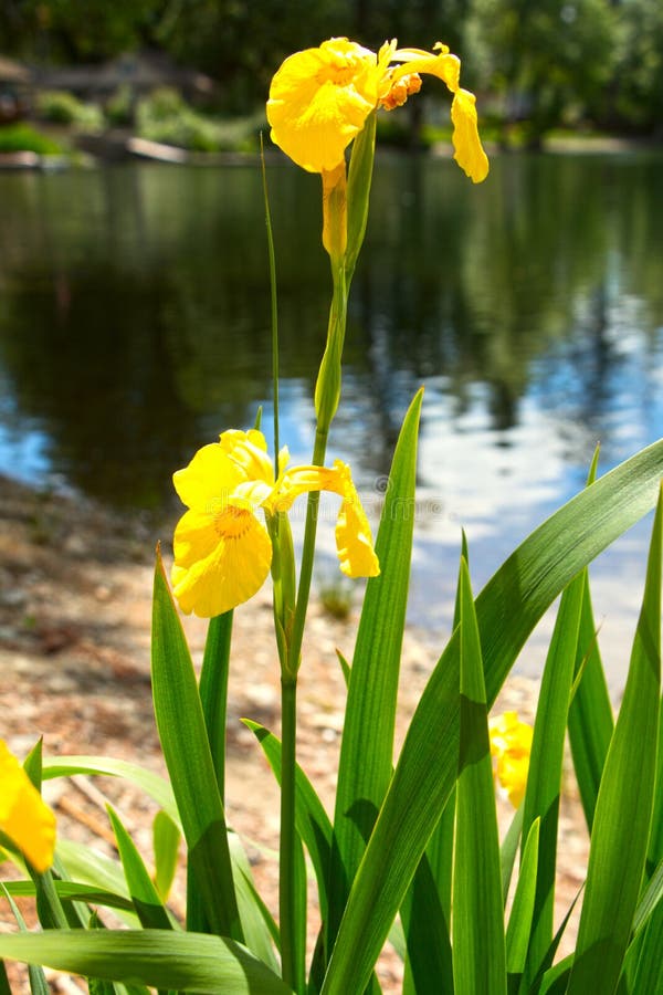 Yellow Iris on Lakeside Beach Stock Image - Image of beach, water ...
