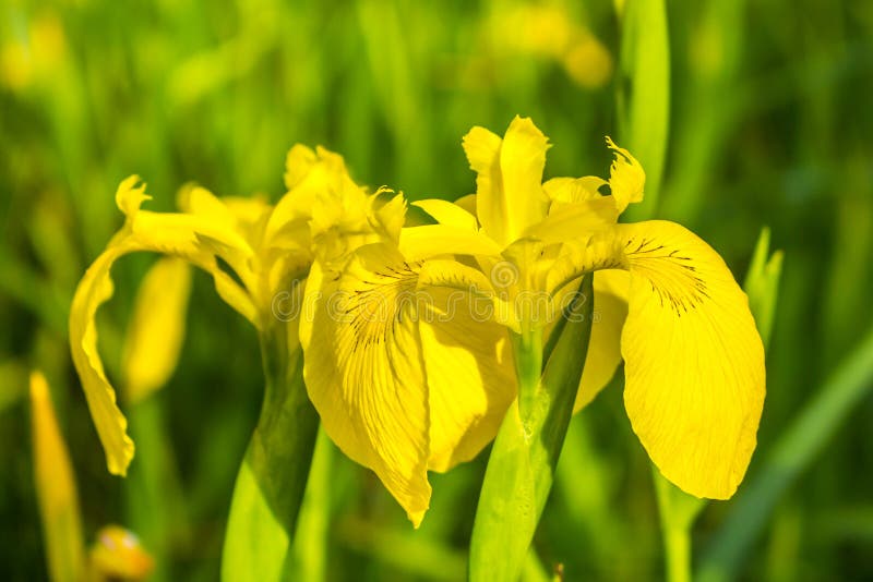 Yellow Iris in Nature, Swamp Flower. Stock Photo - Image of nature ...