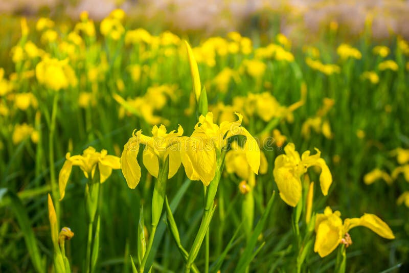 Yellow Iris in Nature, Swamp Flower. Stock Photo - Image of nature ...