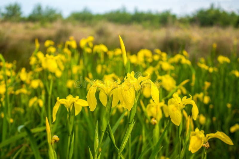 Yellow Iris in Nature, Swamp Flower. Stock Photo - Image of nature ...