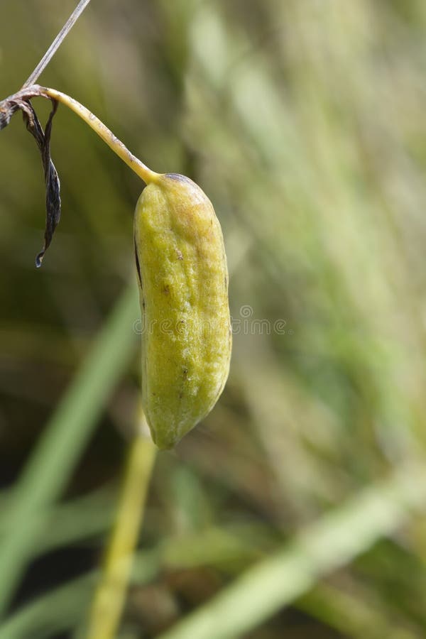 Yellow iris stock photo. Image of summer, rocky, mountain - 299852218