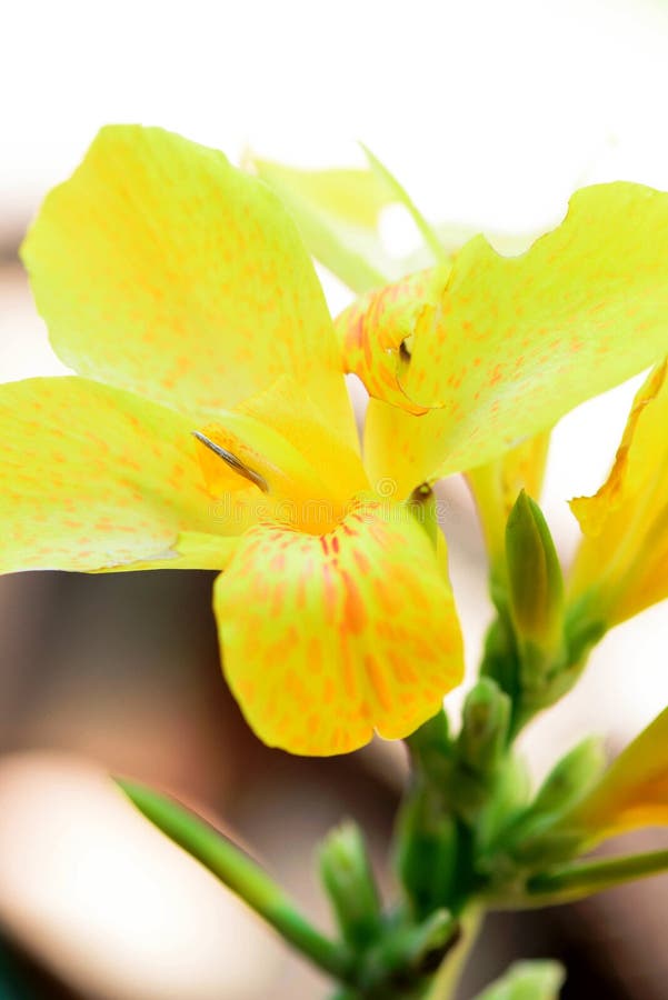 Iris the Spring Colorful Flowers Close in My Garden Stock Image - Image ...
