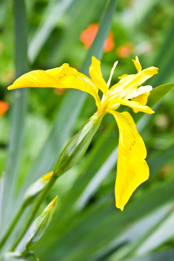 Yellow Iris stock image. Image of pattern, botany, bouquet - 42567991
