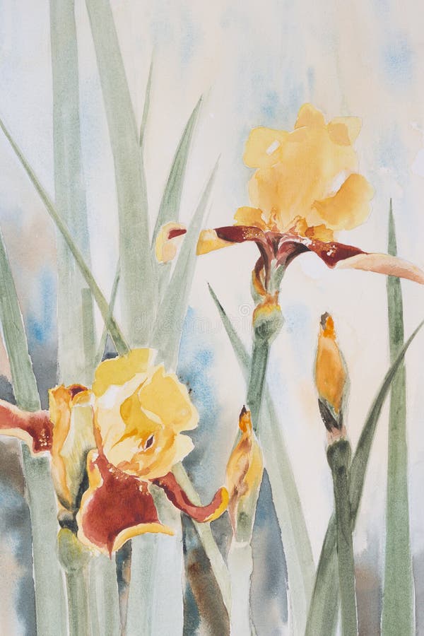 Iris - Watercolour Painting Stock Illustration - Illustration of yellow ...
