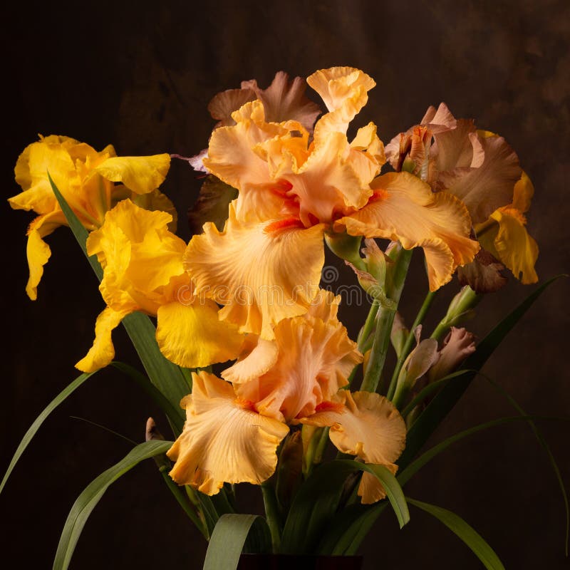 Yellow Irises -beautiful Bright Fresh Spring Flowers Stock Image ...