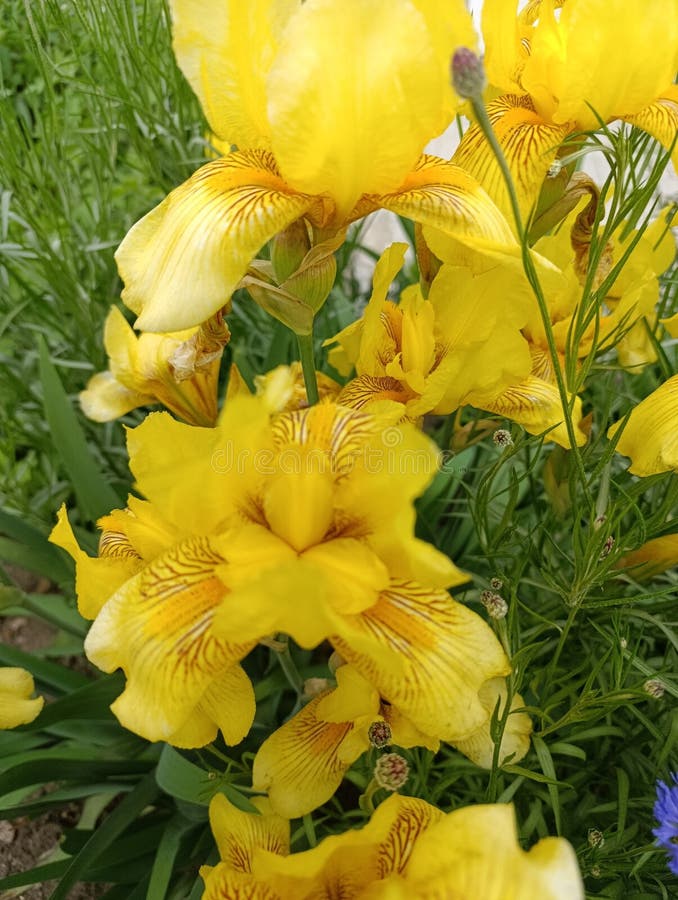 Yellow Irish. My Favorite Color Stock Image - Image of color, flowers ...