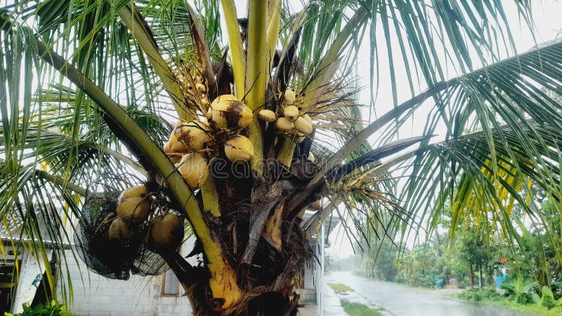 Ivory Coconut Tree with Ripe Yellow Fruit Stock Photo - Image of yellow ...