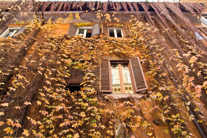 Yellow Ivy on the Facade of House Stock Image - Image of window, autumn ...