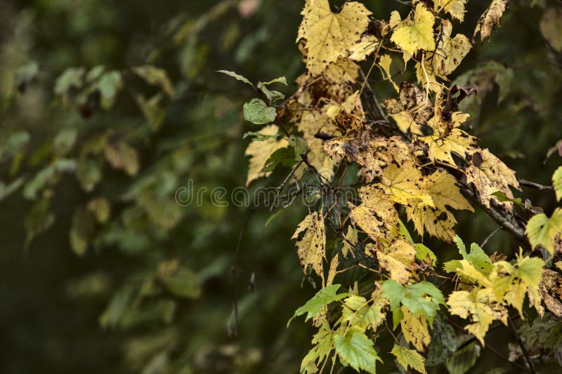 Yellow Ivy Leaves with Green Leaves As Background Stock Image - Image ...