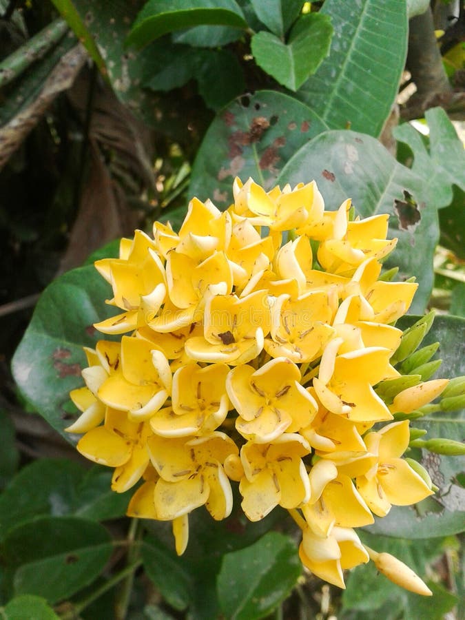 Yellow ixora flower stock photo. Image of tree, petal - 53390668