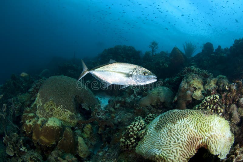 Yellow jack stock image. Image of water, underwater, coral - 18228259