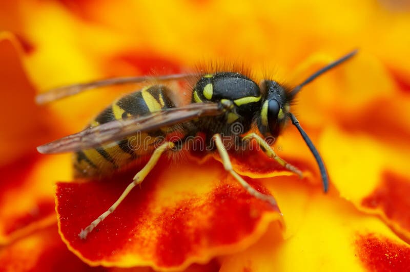 Yellow jacket stock image. Image of vermin, social, close - 2637561