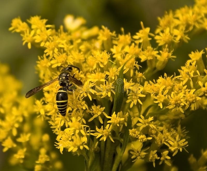 Yellow Jacket stock photo. Image of flowers, nature, yellow - 6917550